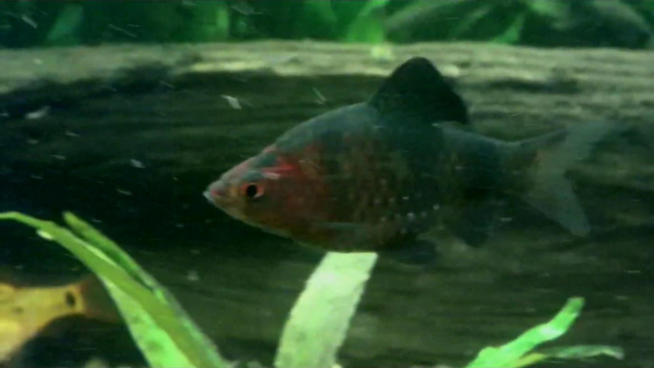 Tropical Fish Tank - YouTube