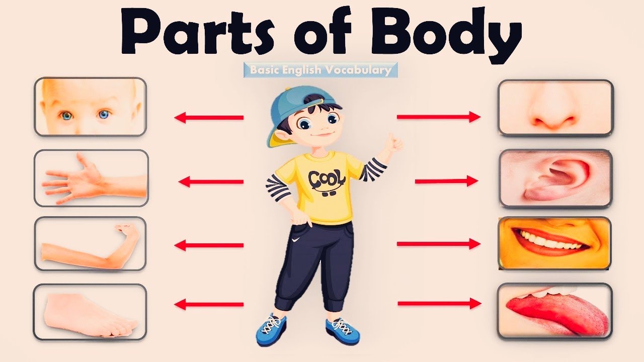 Learning the Names of Body Parts| Parts of body in English| Human body ...