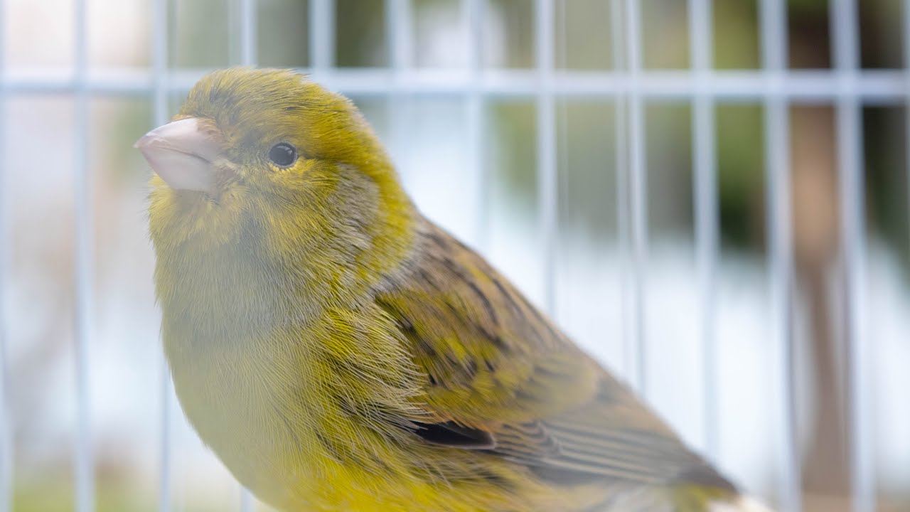 Timbrado Español Original - Canary Song - YouTube