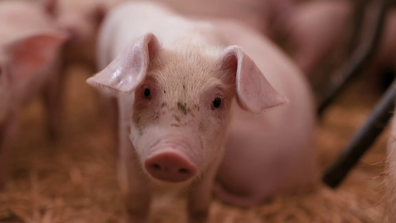 The Swine Education and Research Facility - YouTube