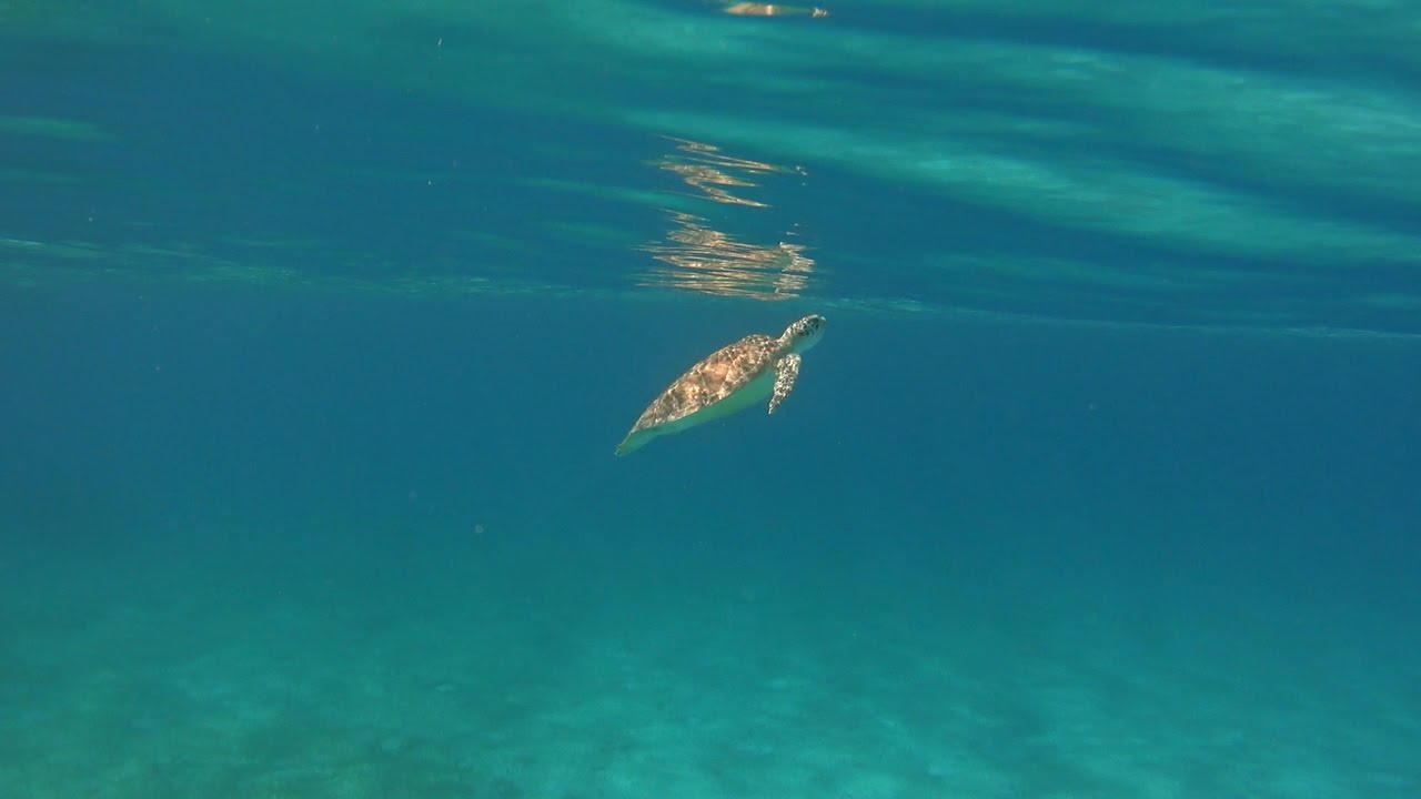 St Thomas Snorkeling with Turtles Buck Island - YouTube