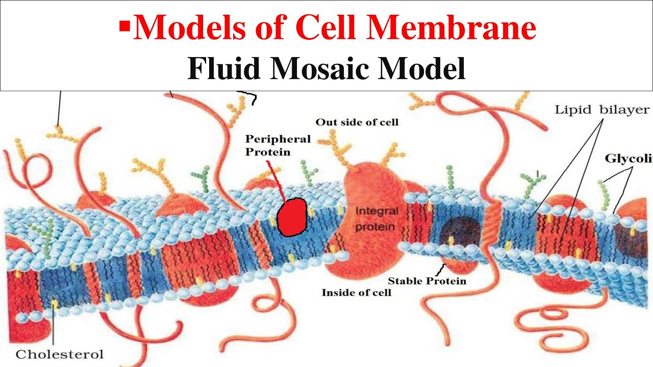 Fluid mosaic model | Models of Cell Membrane | Plasma Membranes models ...