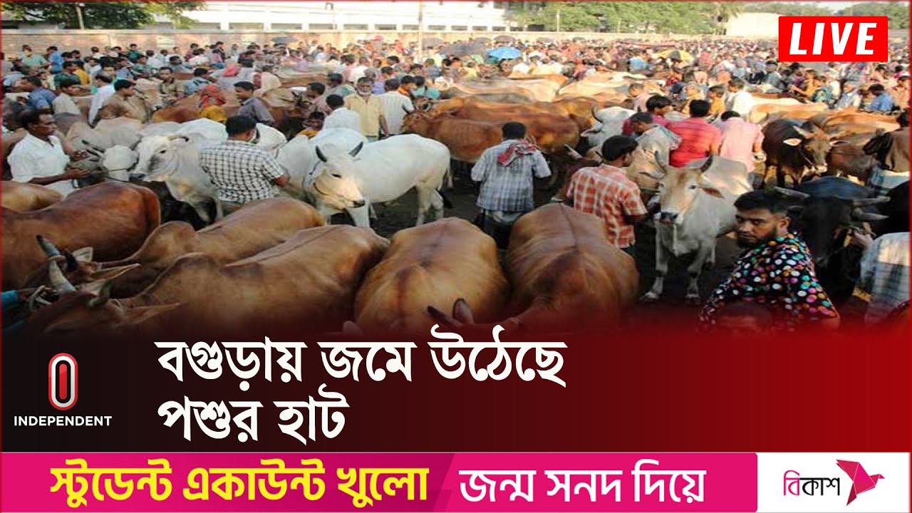 বগুড়ার দুপচাঁচিয়া থেকে কোরবানির পশুর হাটের সবশেষ || Cattle Haat ...
