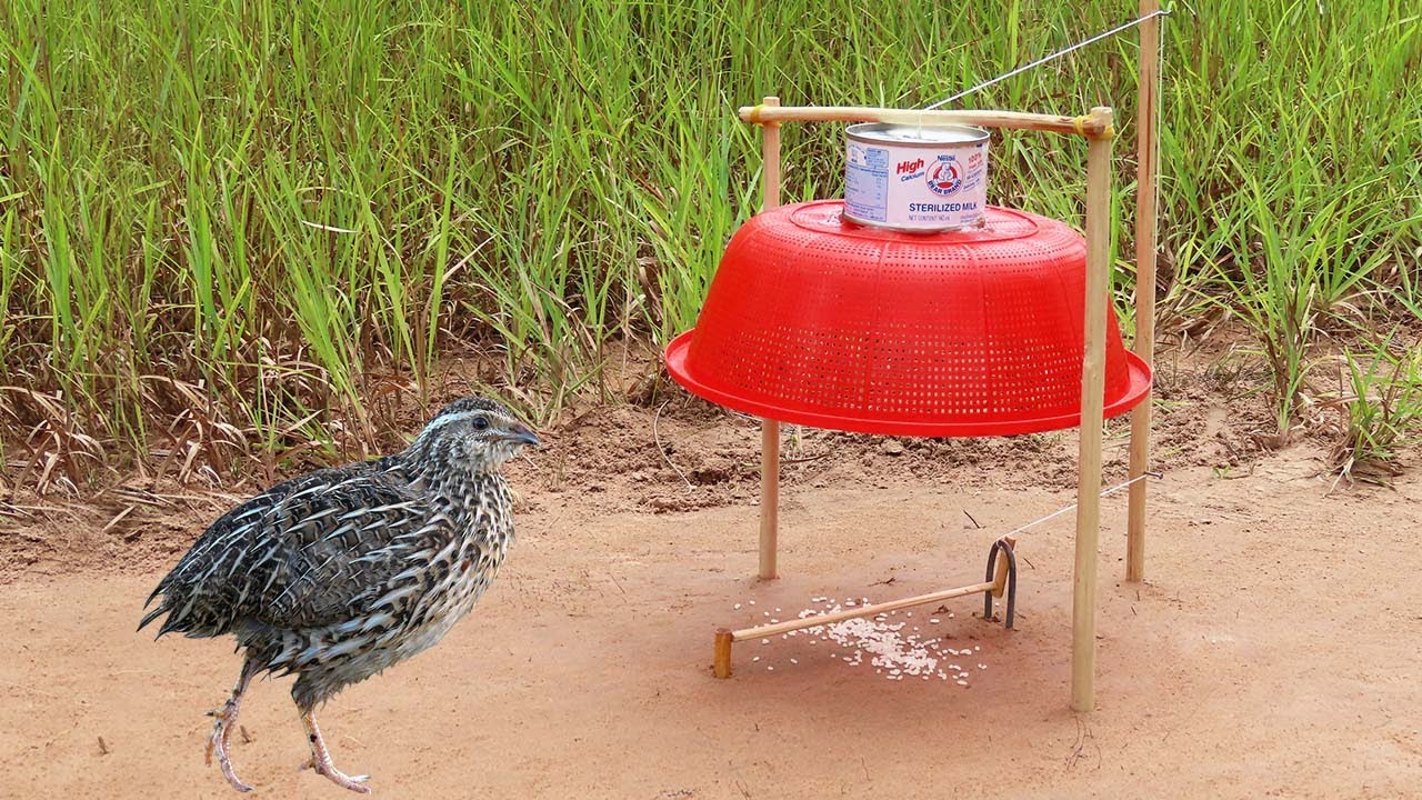 Now Look It This ! Boy Made Quail Trap Using Basket And One Bear Brand ...