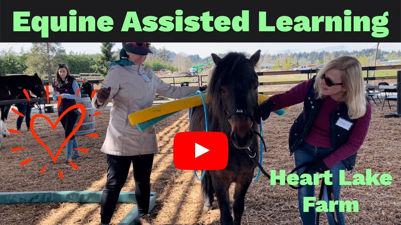 Equine Assisted Learning | Therapy with horses - YouTube
