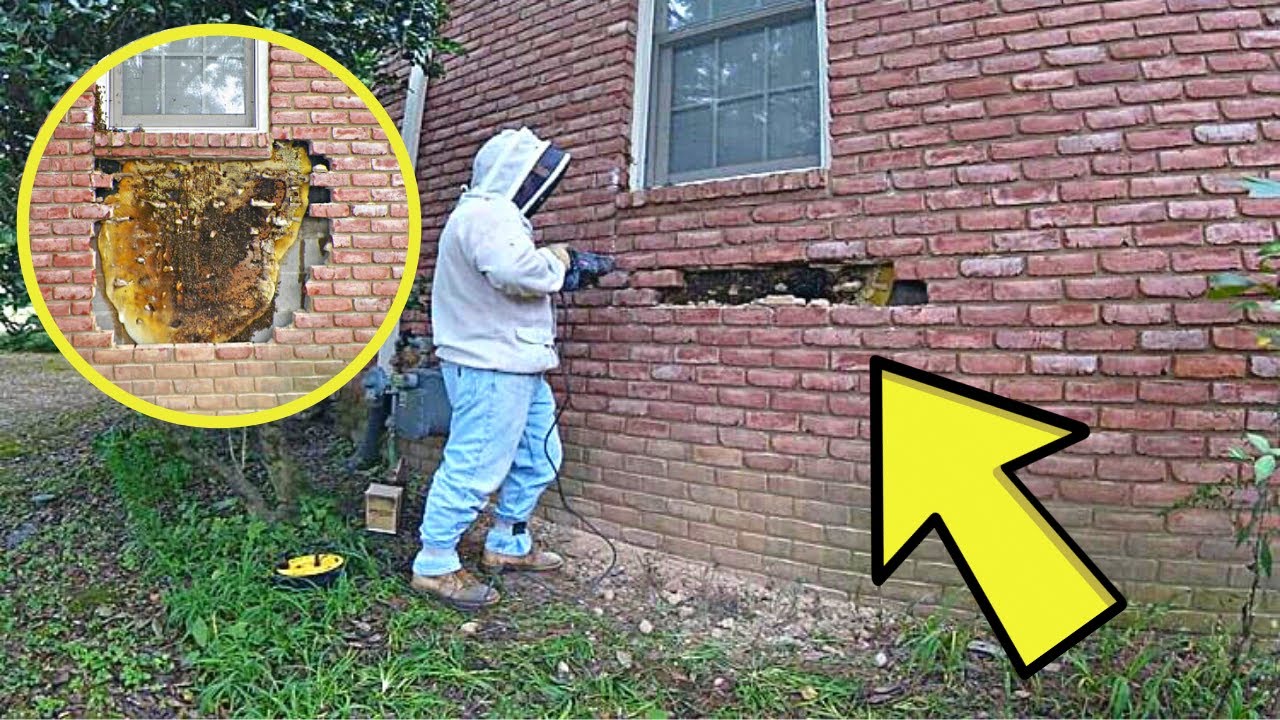 After Hearing Bizarre Noises Behind A Wall, A Family Discovered ...