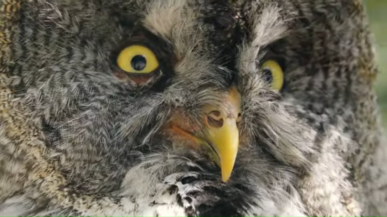 Craziest Eyes in the Animal Kingdom - YouTube
