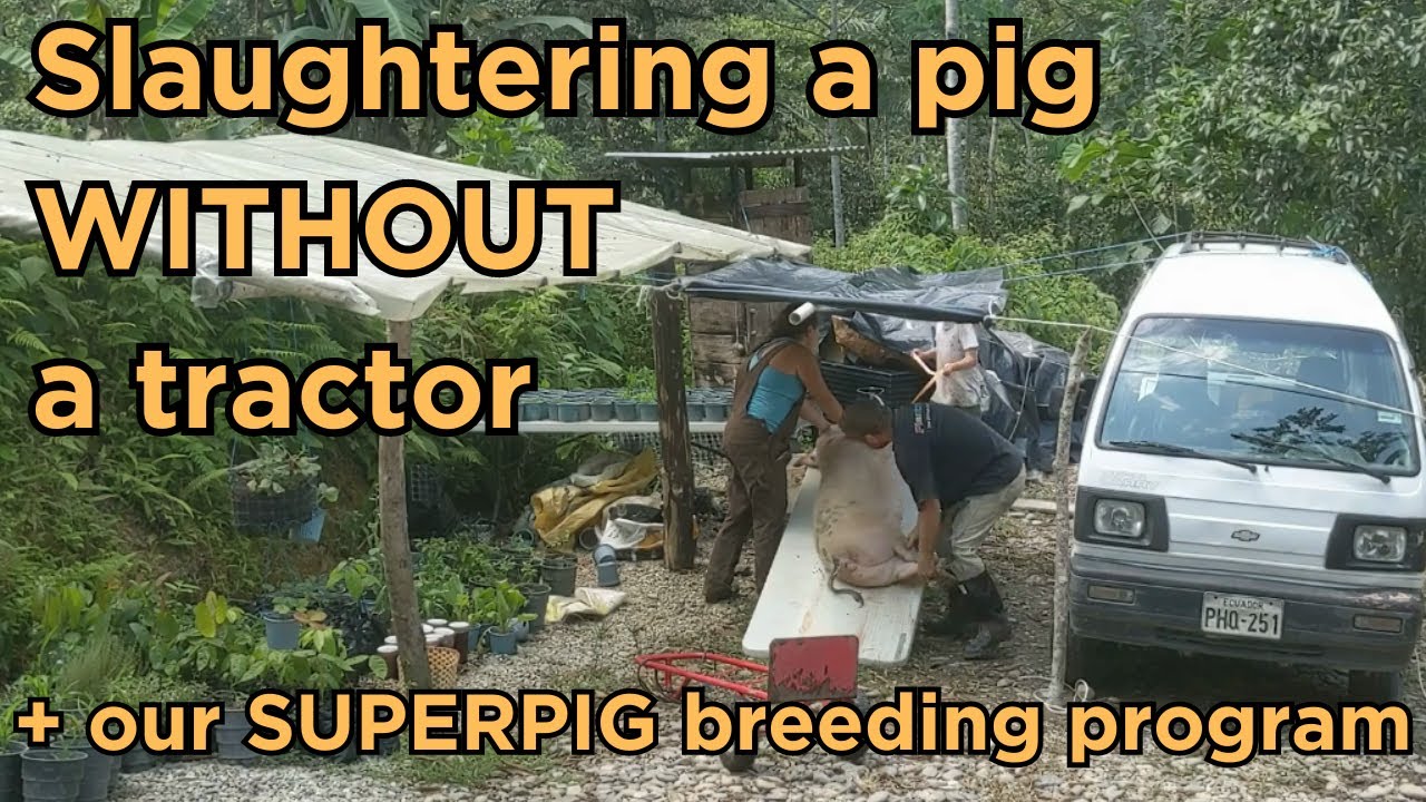 Processing pigs without fancy equipment + how we're breeding our own ...