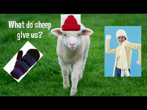 What do Farm animals give us/ Dairy Products - YouTube