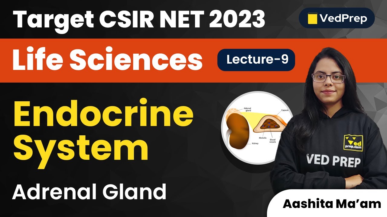 Adrenal Gland | Endocrine System | CSIR NET 2023 Life Sciences | VedPrep Biology Academy - YouTube