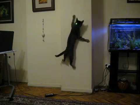 KEDİ LAZERLE OYNUYOR
