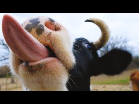 Cow Dance 2 || Cow dance || Dhinka Chika cow dance 2 || - YouTube