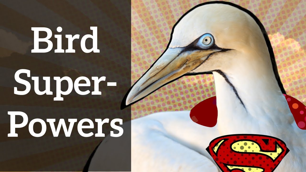 Bird Superpowers - Super Abilities in Real Life - YouTube