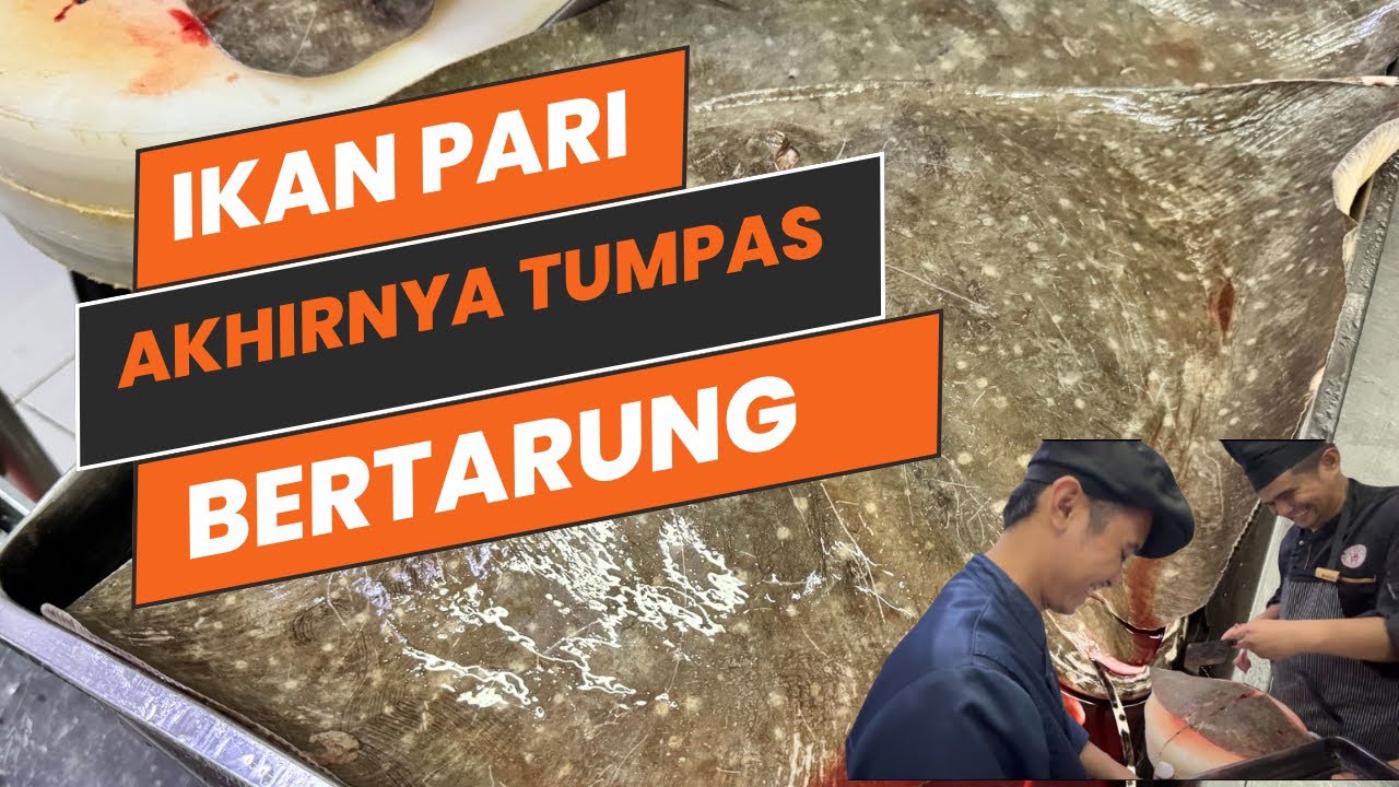 Potong ikan pari fresh untuk persiapan BBQ - YouTube