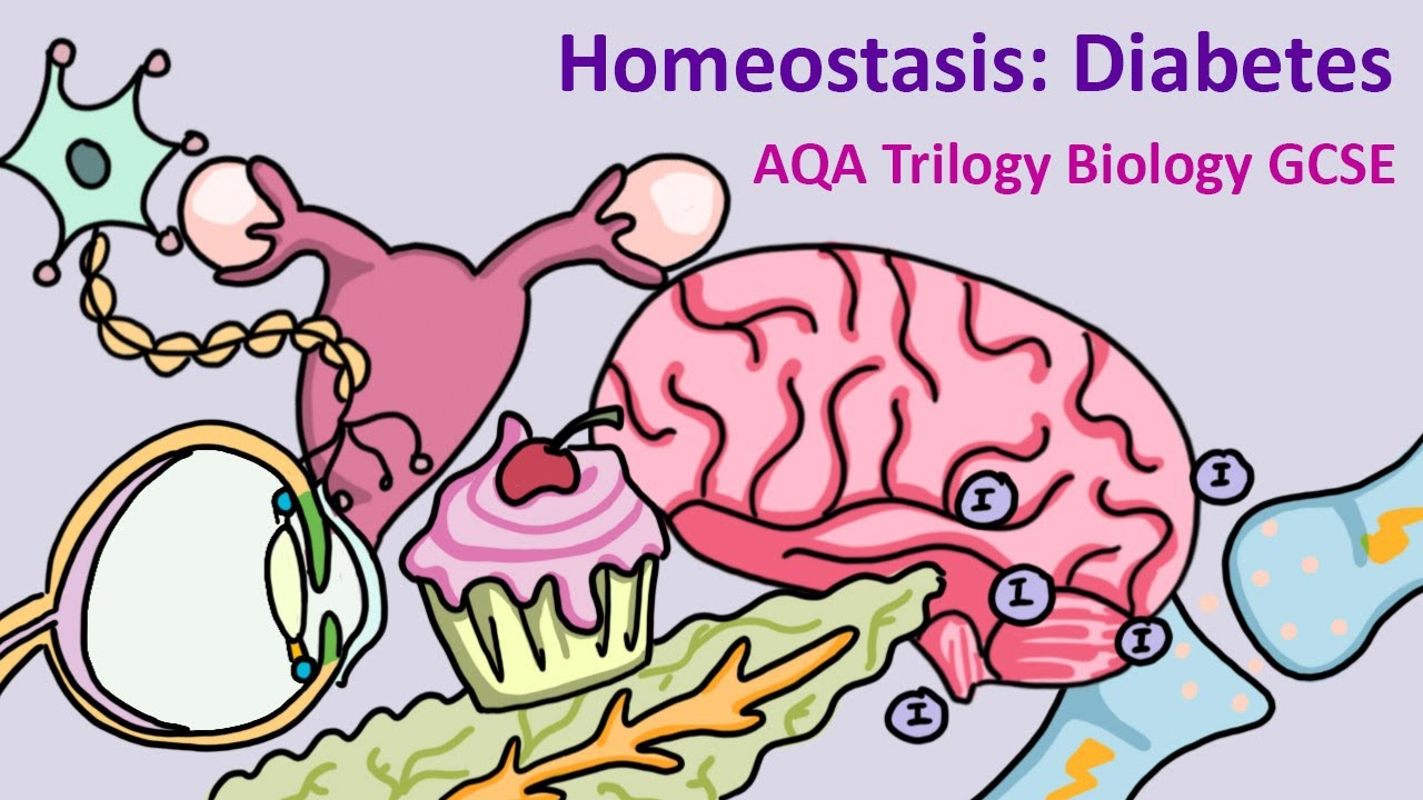 GCSE Science Biology AQA : Homeostasis: Diabetes - YouTube