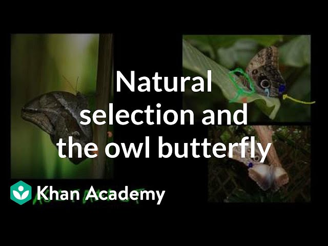 Natural Selection and the Owl Butterfly