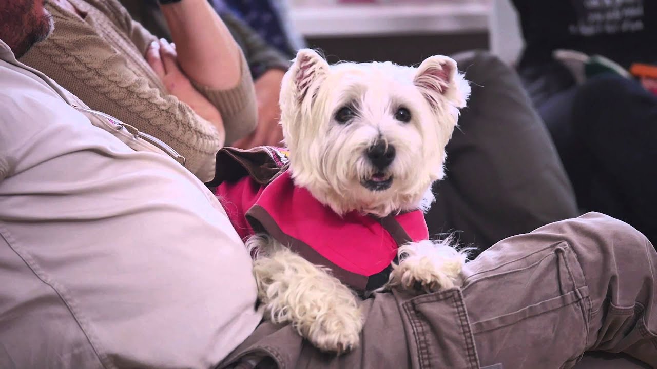 CURSO DE FORMACION DOGTOR ANIMAL - YouTube