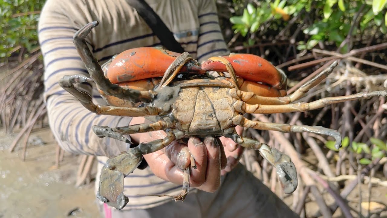 Catching A Lot Of King Mud Crabs In Hole after Water Low Tide | Fishing ...