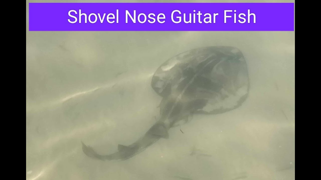 Shovel nose Guitar fish at Altona Beach 2023 - YouTube