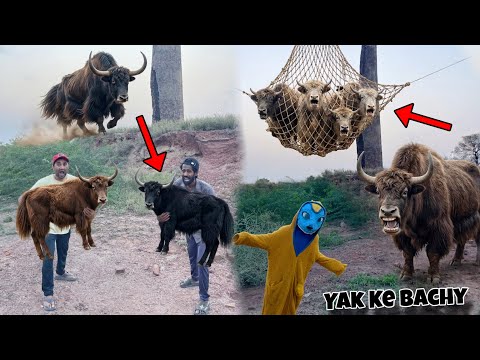 Big DANGEROUS YAK Sathi Ke Bachy Paker Liye🦬😱 Jadu Alien Ki Help Se