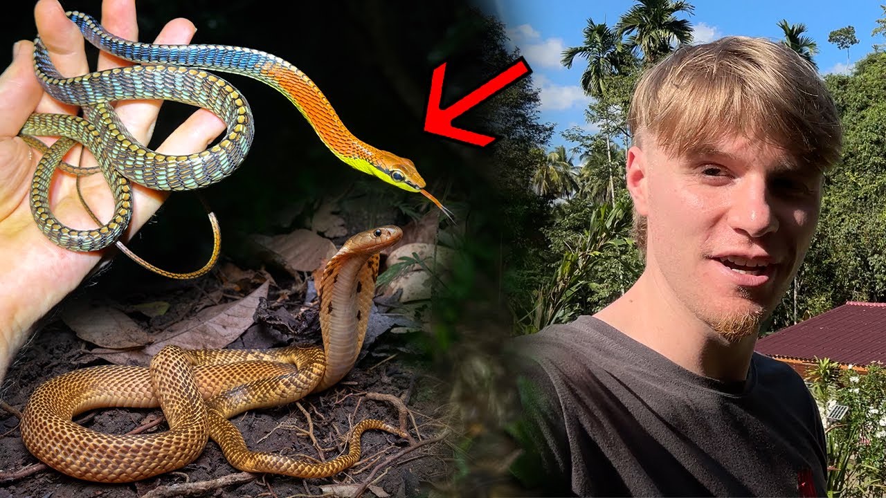 Finding the most beautiful *deadly* venomous snakes in the WORLD ...