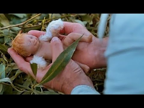 🔴 Cute Flying Baby Bird [ Movie Story ] हिन्दी movie excited - YouTube