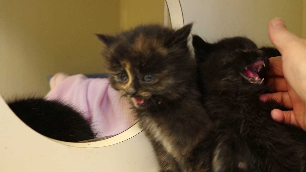 Kittens Hissing 2 - YouTube