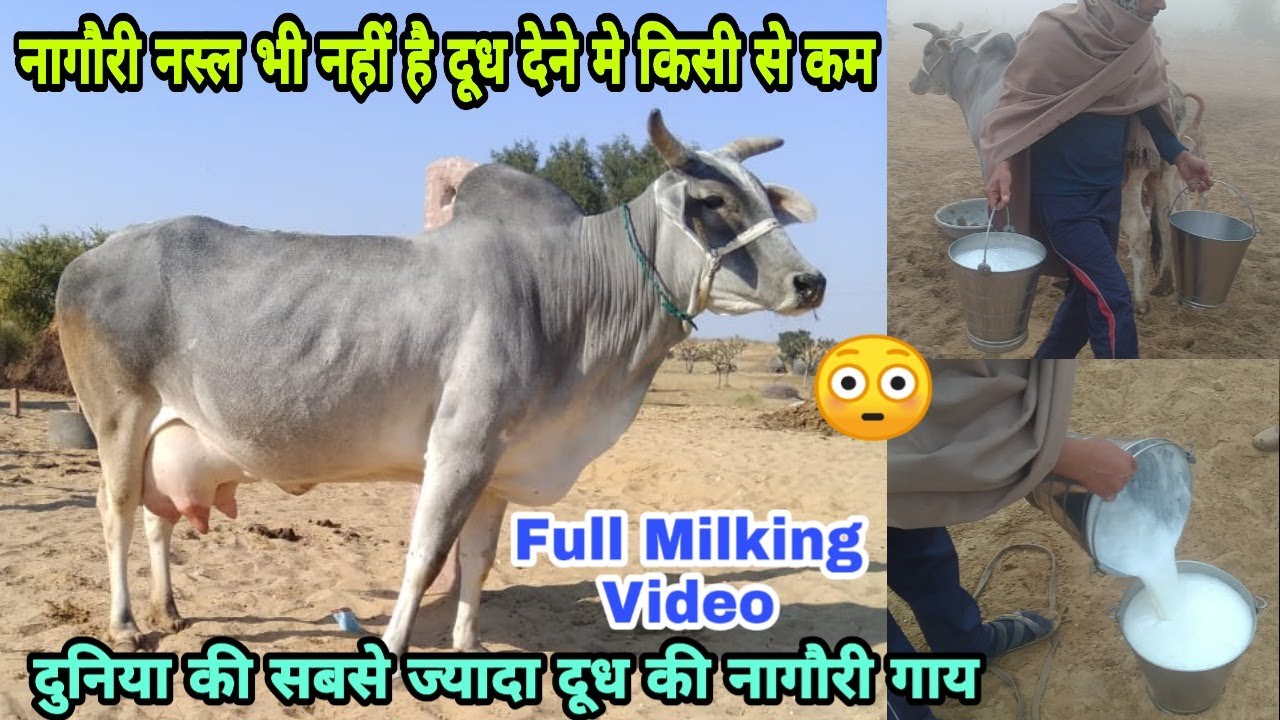 World Top #Nagori Cow Breed👍 Full Milking Video इतने दूध की नागौरी गाय ...