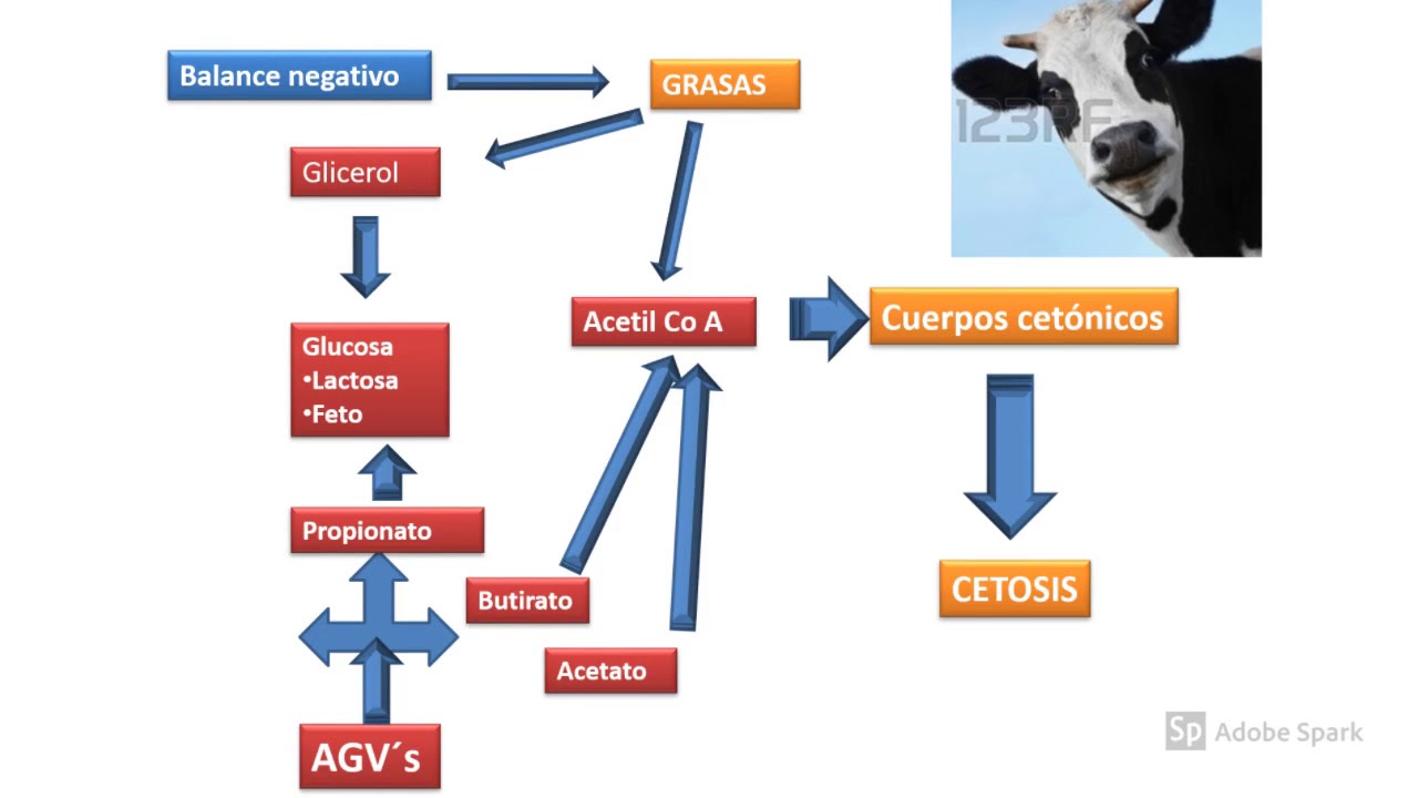 Cetosis en bovinos - YouTube