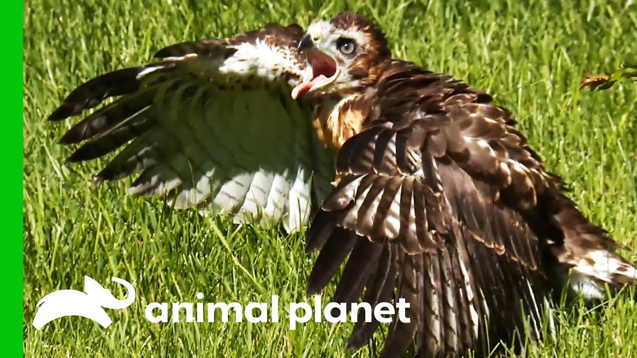 Malnourished Baby Hawk Rescued After Falling From Nest | North Woods ...