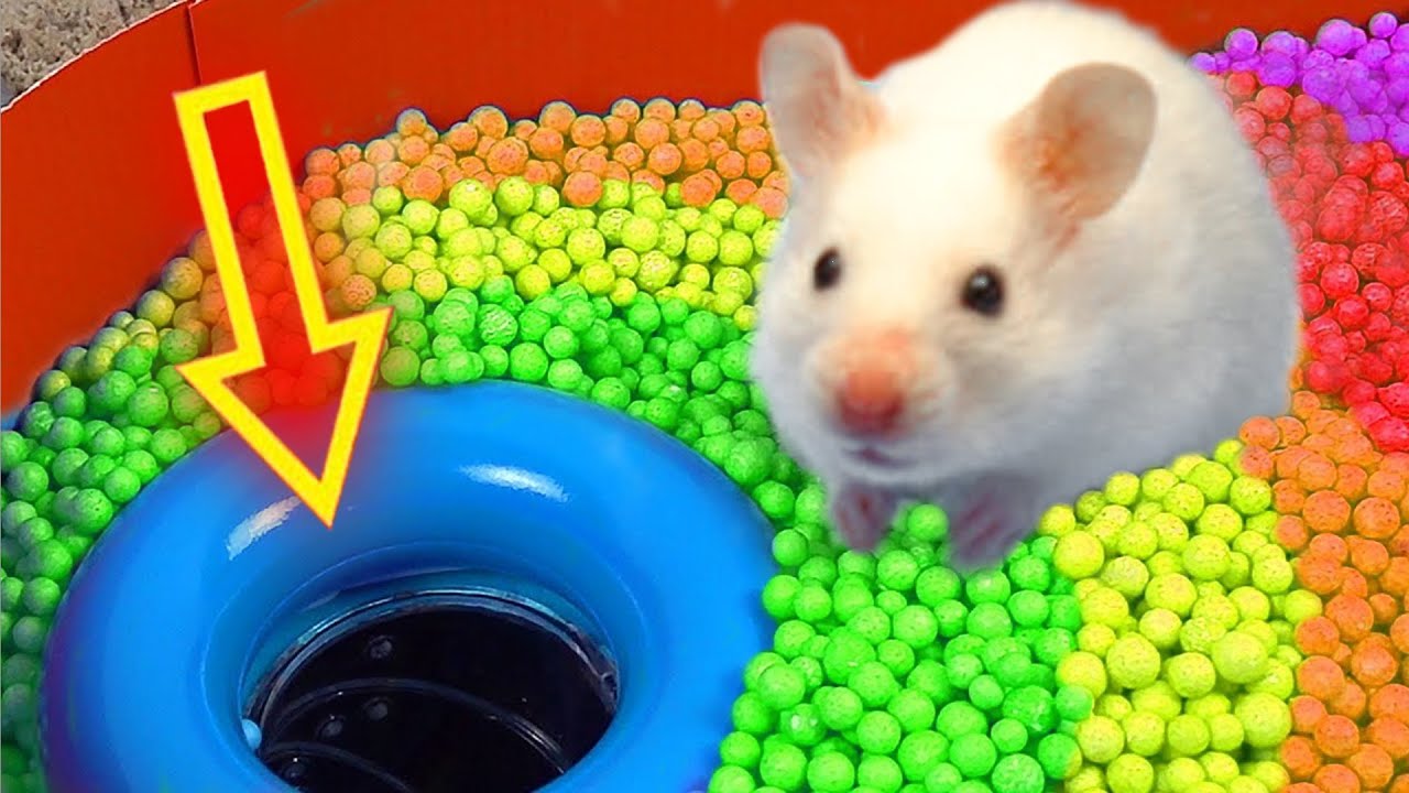 Hamster Escapes DIY Prison Colorful Obstacle Course 🐹Hamster Cardboard ...