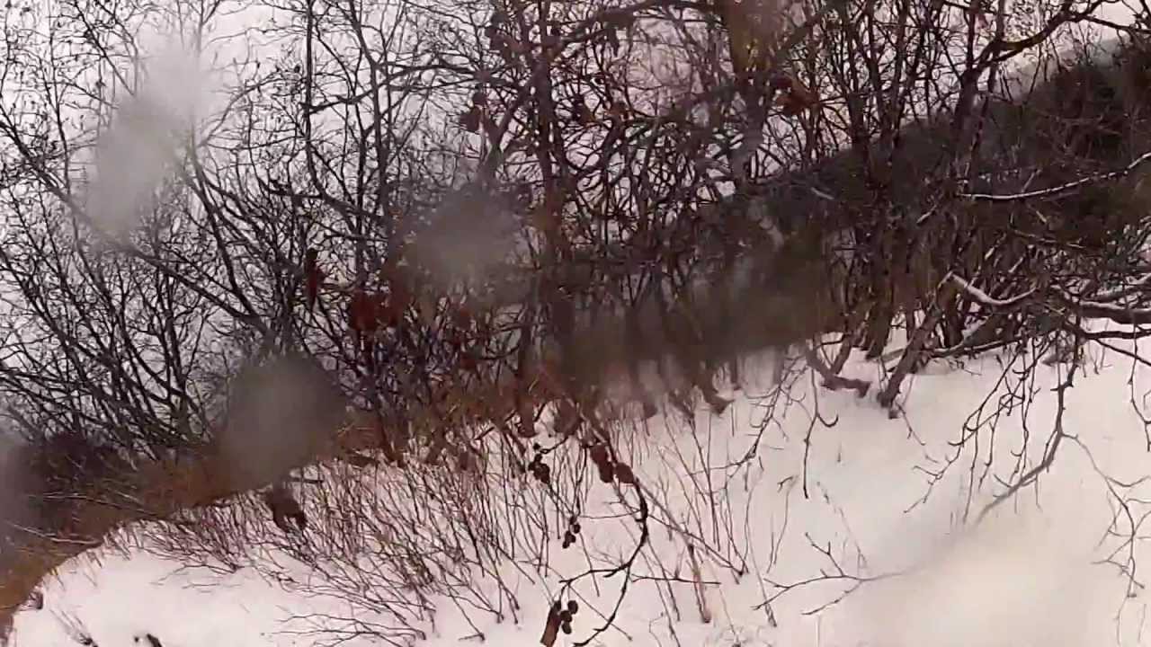 rabbit hunting Kodiak Ak. - YouTube