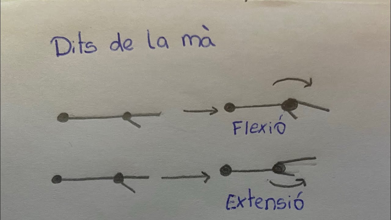 Dits de la mà - YouTube