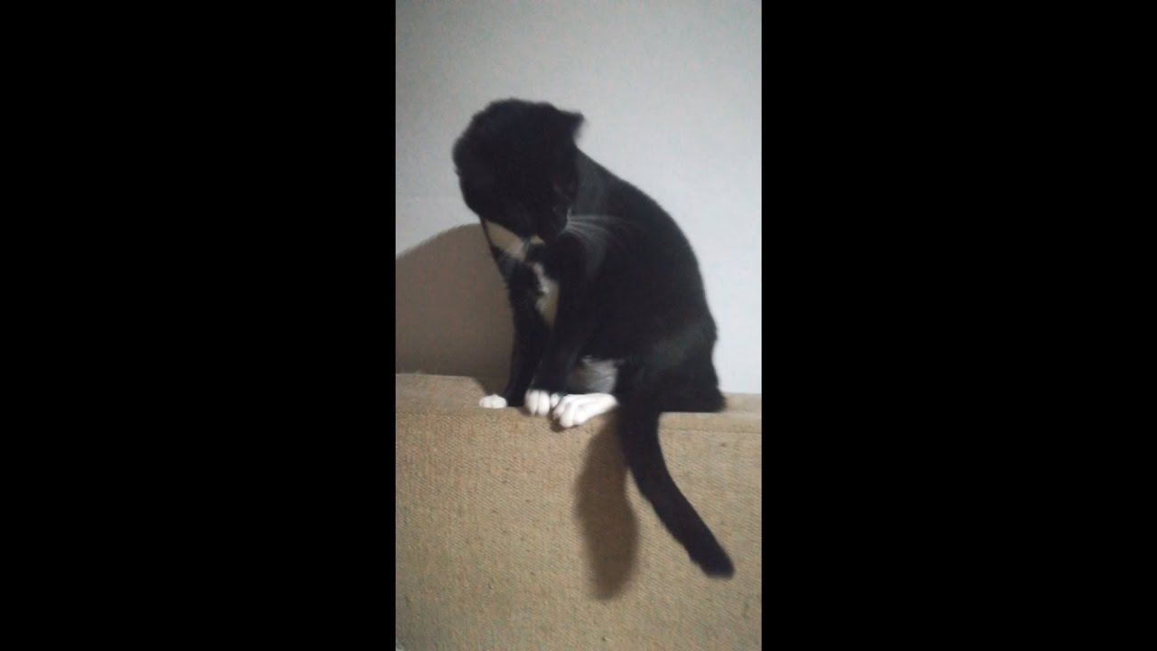 Cat Chasing Her Own Tail #Shorts - YouTube