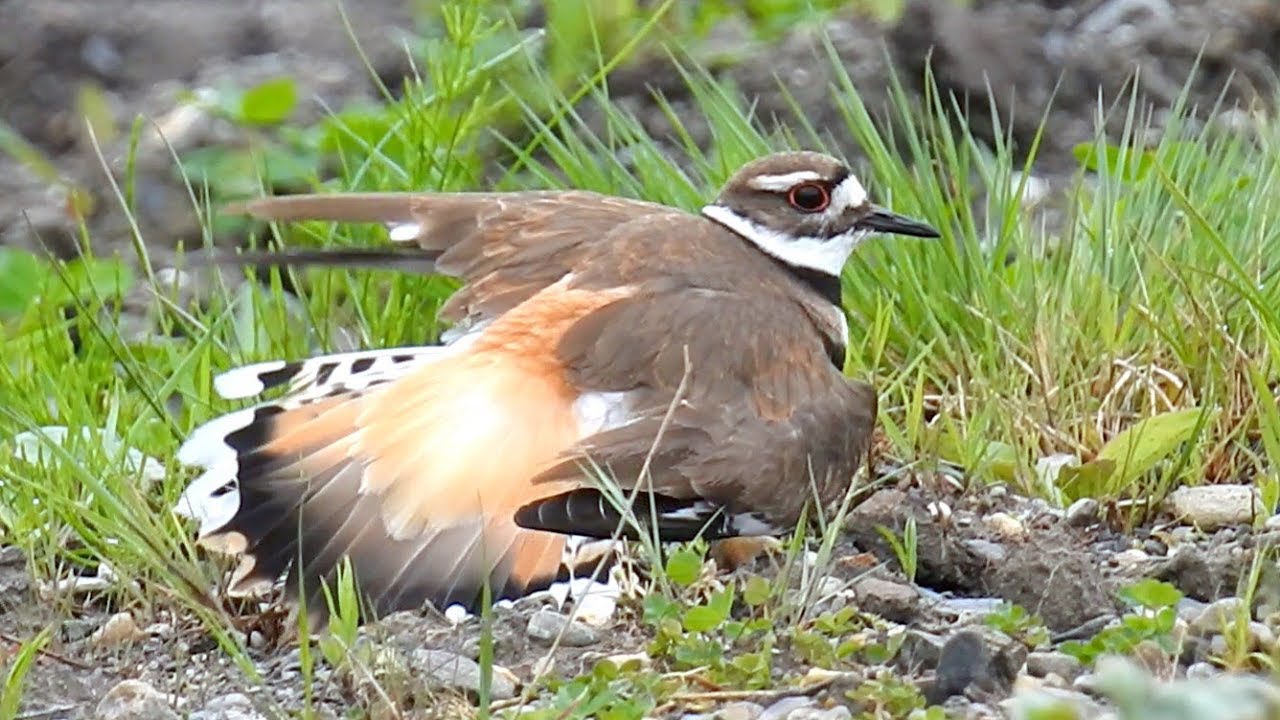 Pluvier kildir, cri / Killdeer, call - YouTube