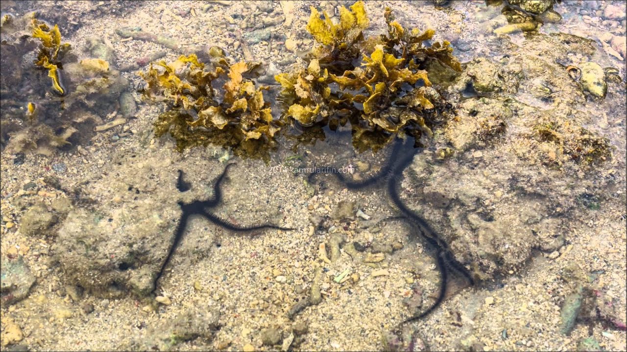 Coral Creatures During Low Tide - YouTube