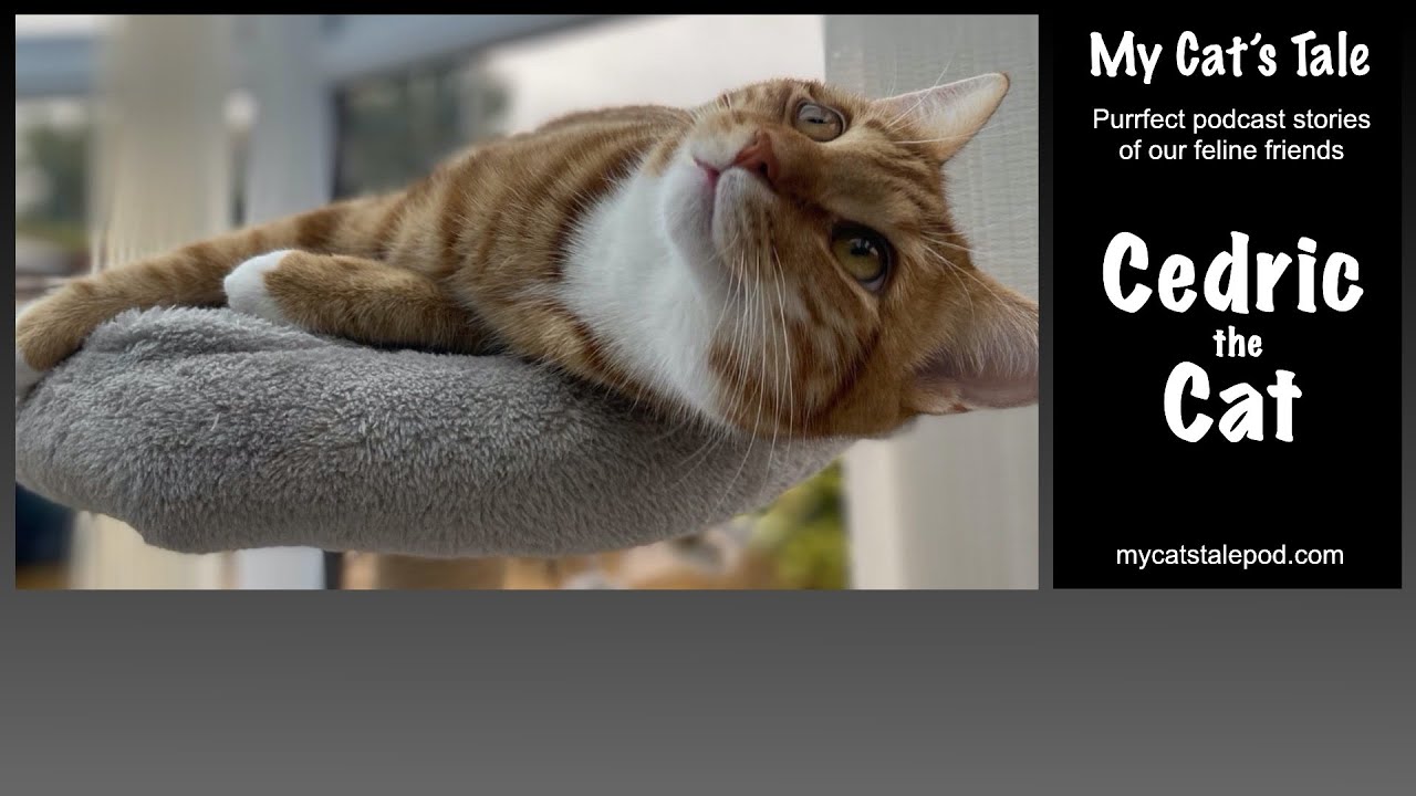 My Cat’s Tale – Cedric The Cat - YouTube