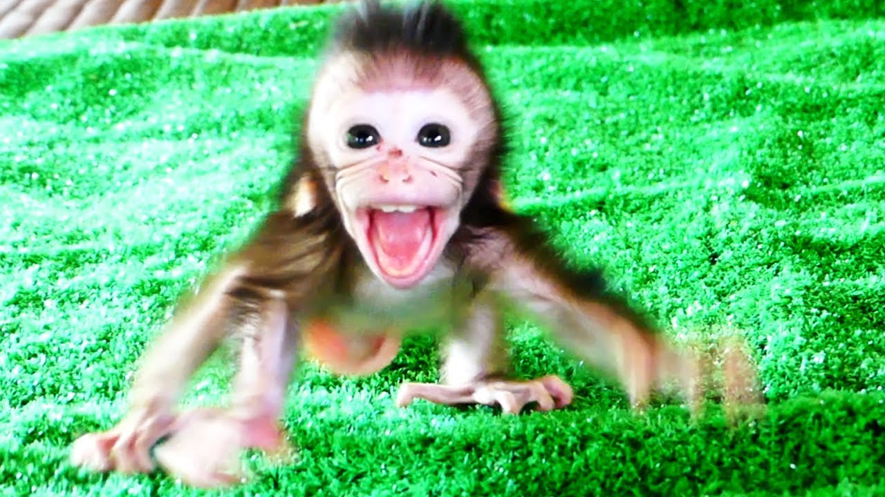 OMG ! Baby Momo cries loudly alone - look, Baby Momo is in very poor ...