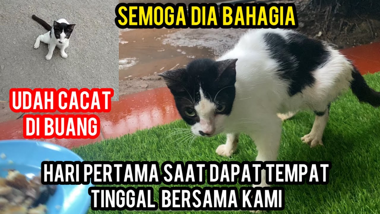 Kucing Cacat Patah Tulang Di Buang Di Jalan part 2 Membuka Lembaran ...