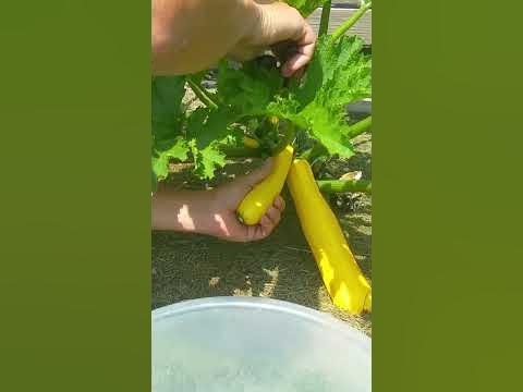 Сезон кабачков открыт. - YouTube