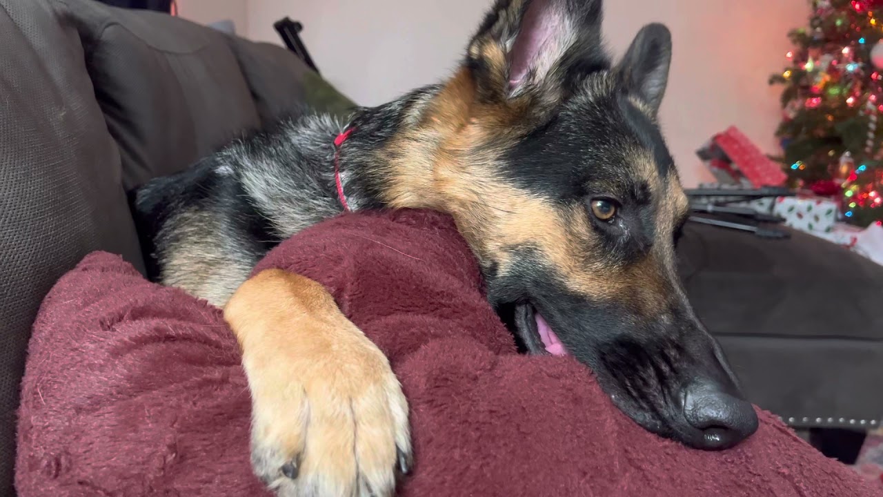 German Shepherd STRESSED out 😭 - YouTube