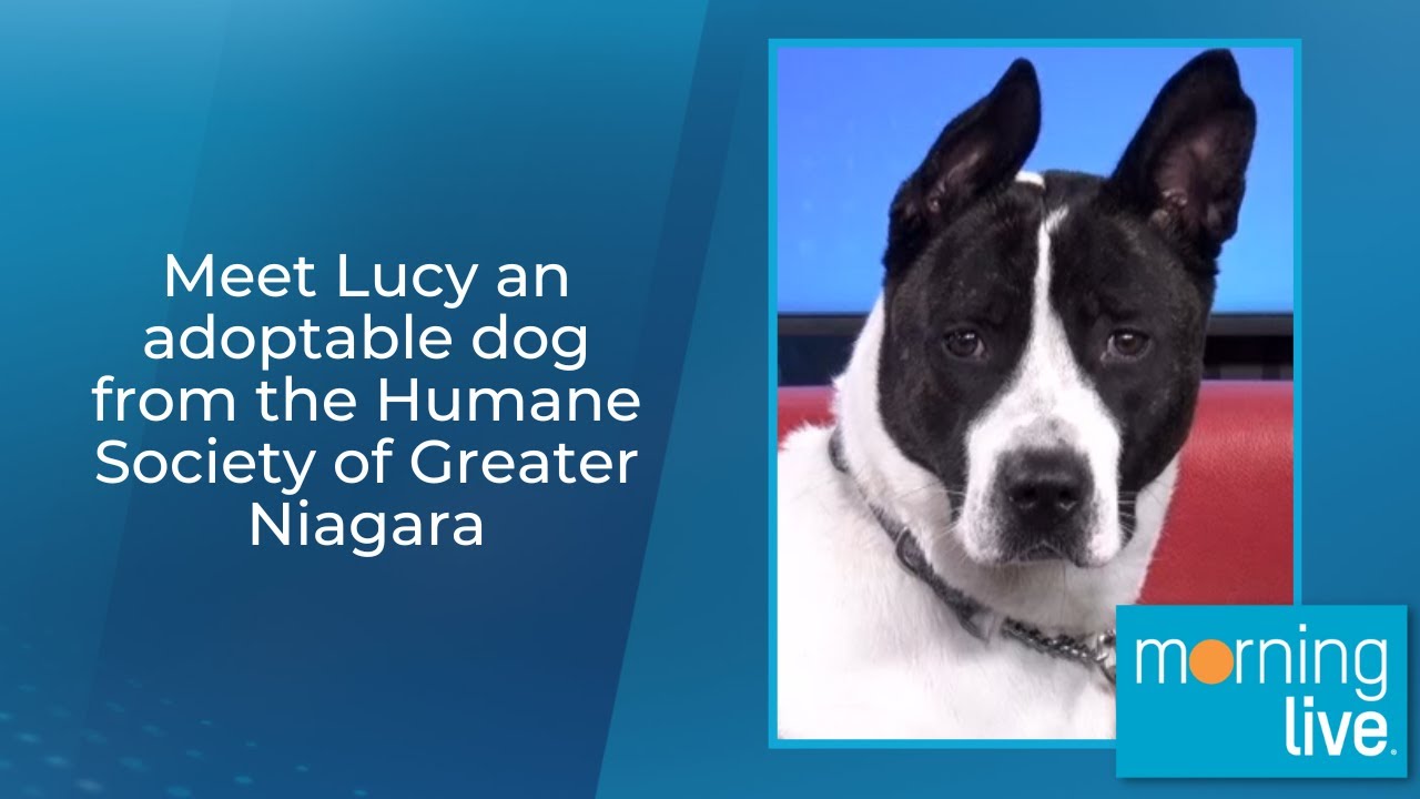 Meet Lucy an adoptable dog from the Humane Society of Greater Niagara ...