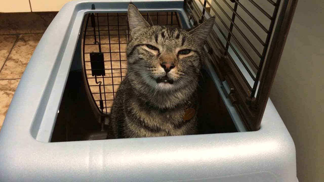 Cat looks stoned - YouTube