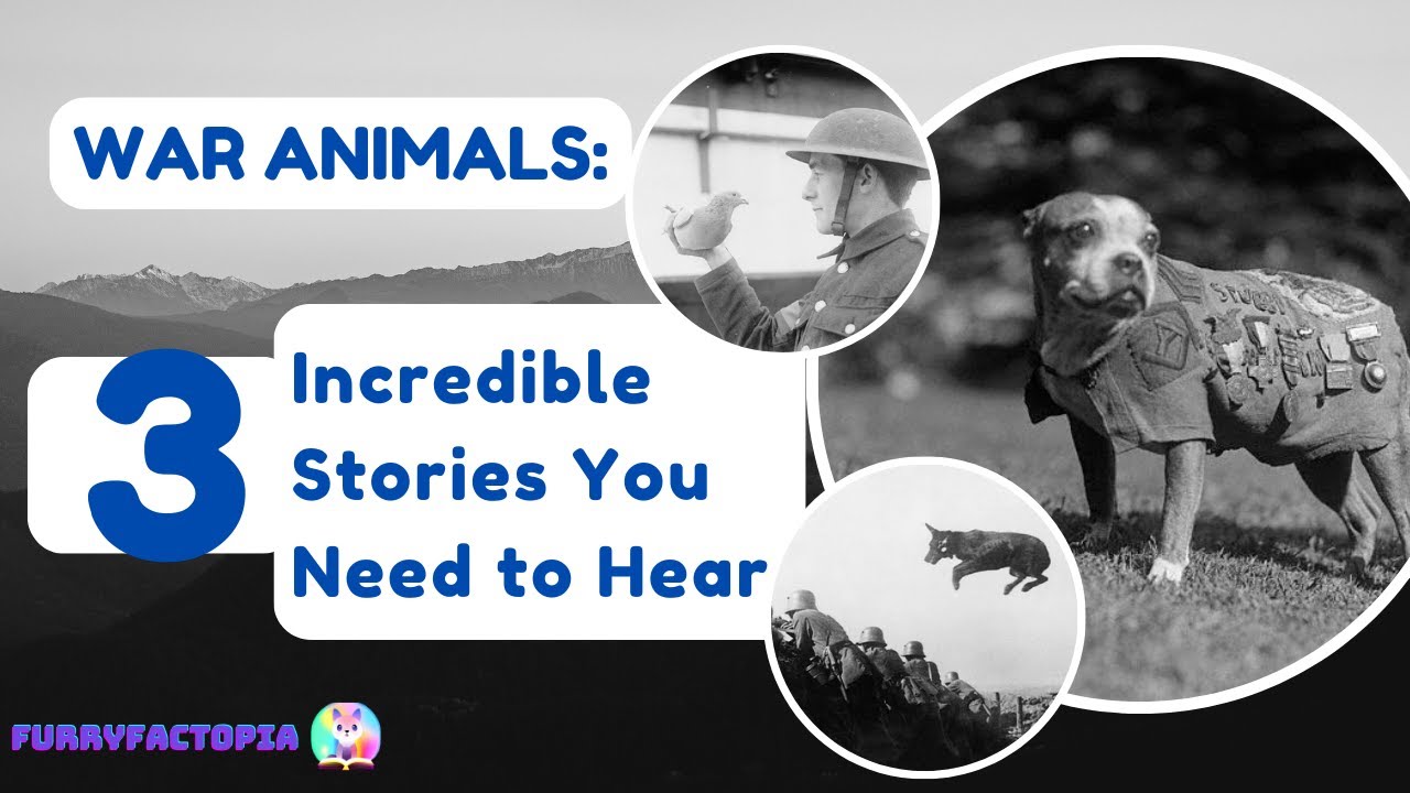 The Bravery of War Animals: 3 Incredible Stories You Need to Hear - YouTube