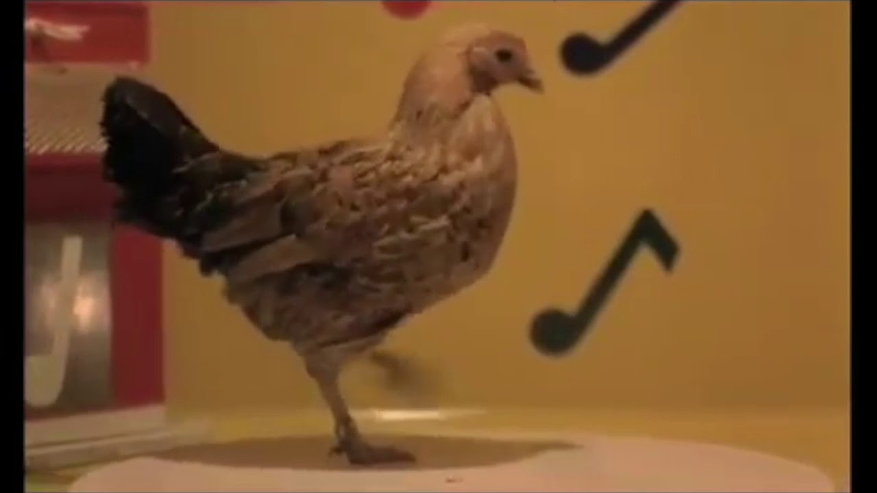 chicken dance - YouTube