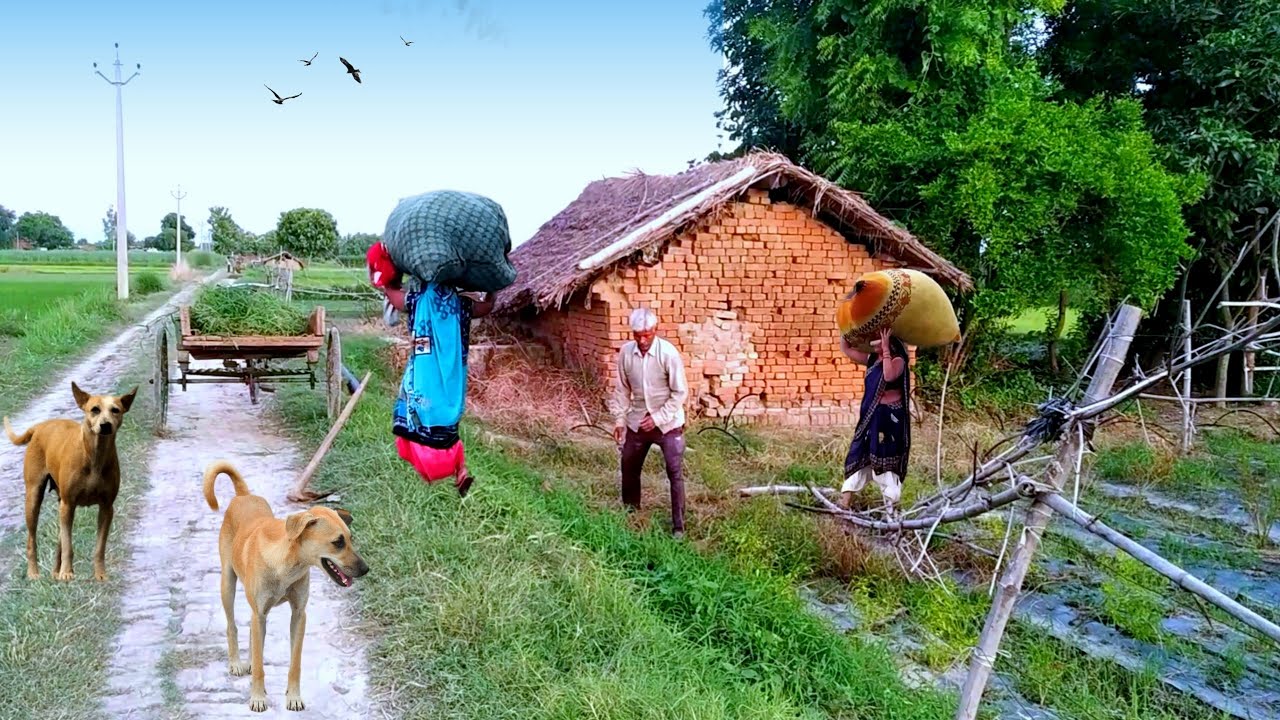 Farmer Life Day Routine In Indian Village || Rural Life in Indian ...