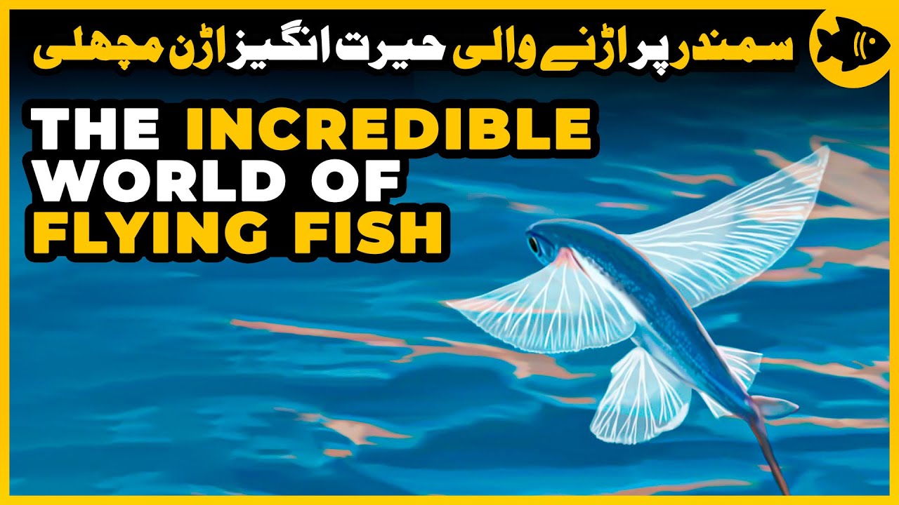 The Incredible World of Flying Fish | Top Facts and Information about ...