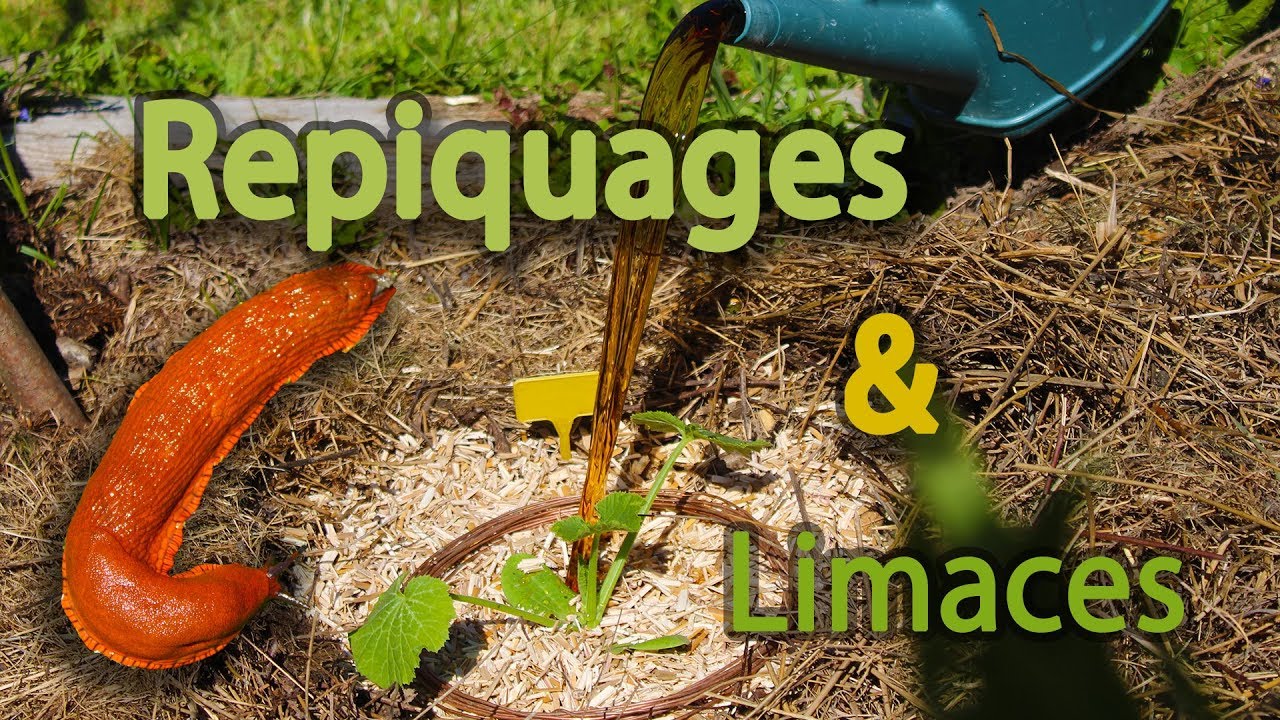 Repiquages après les gelées, protection contre les limaces ? - YouTube