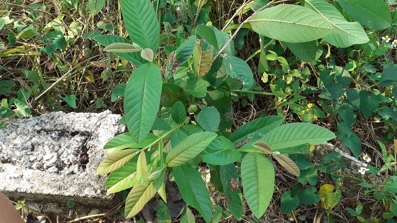 Guavas Are Growing On The Homestead! | Homestead Vlog | Rural Life ...