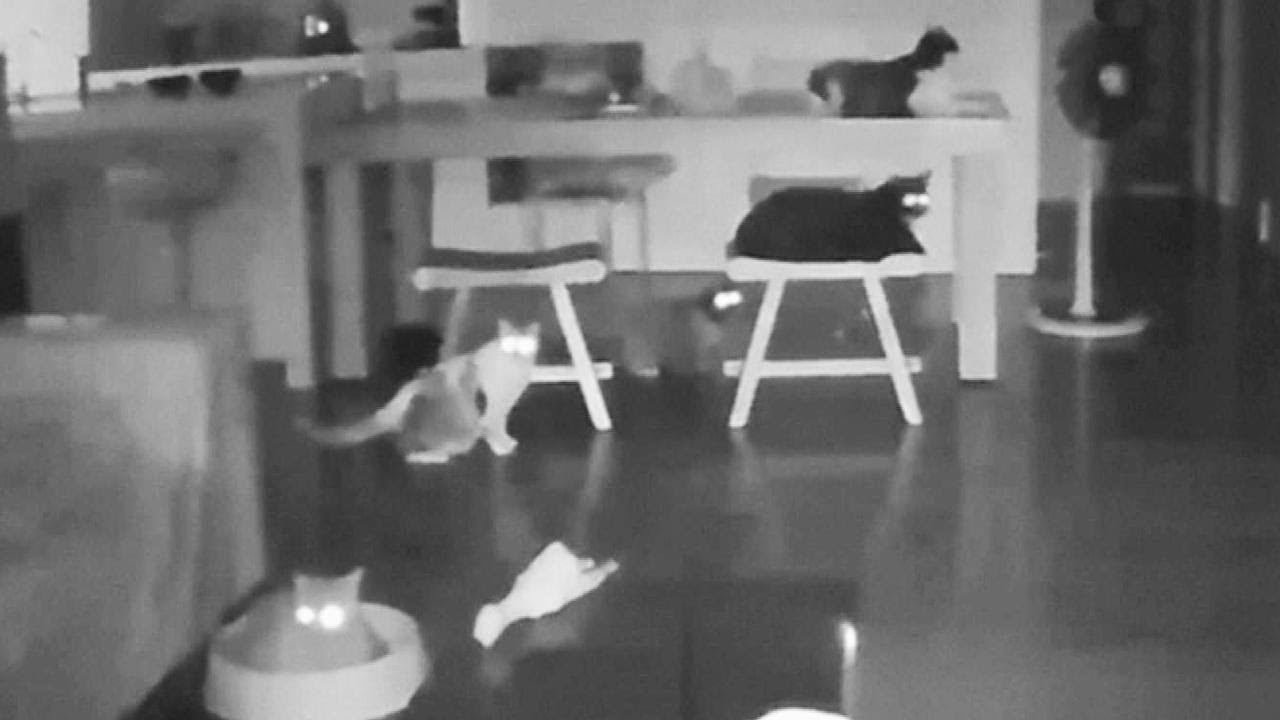 Scared Cats Scramble During Earthquake - YouTube